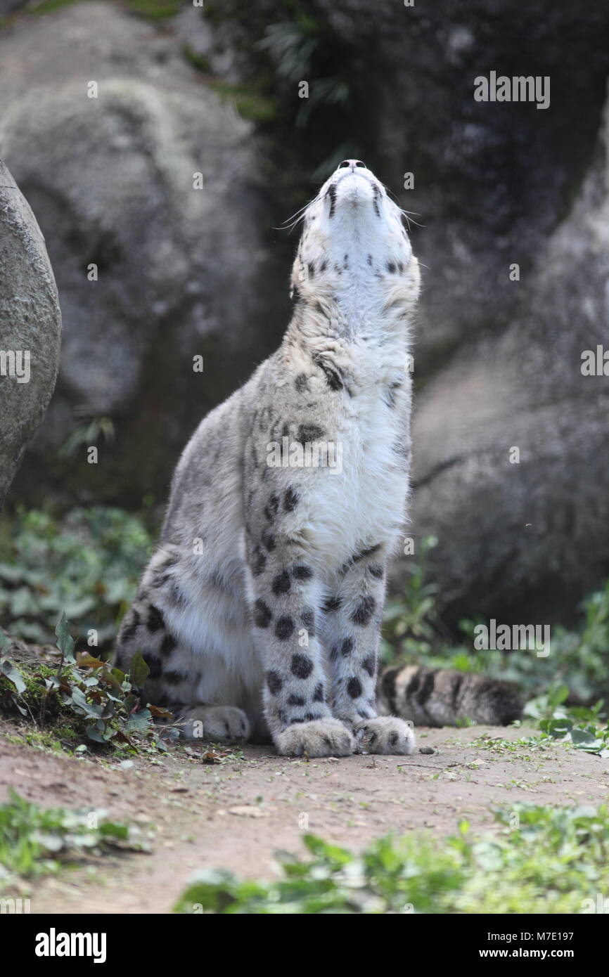High resolution snow leopard pictures taken in Tokyo Stock Photo - Alamy