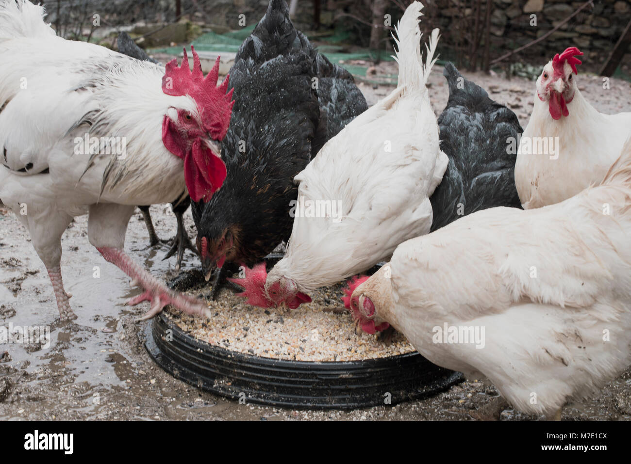 Chickens having their breakfast Stock Photo - Alamy