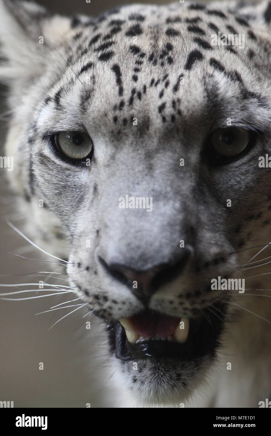 High resolution snow leopard pictures taken in Tokyo Stock Photo - Alamy
