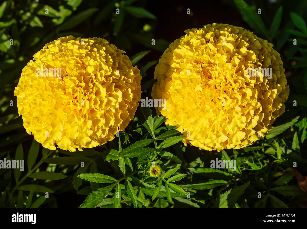 Giant marigolds hi-res stock photography and images - Alamy