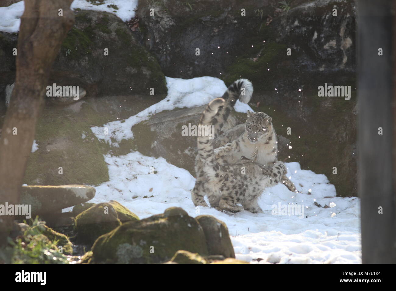 High resolution snow leopard pictures taken in Tokyo Stock Photo - Alamy