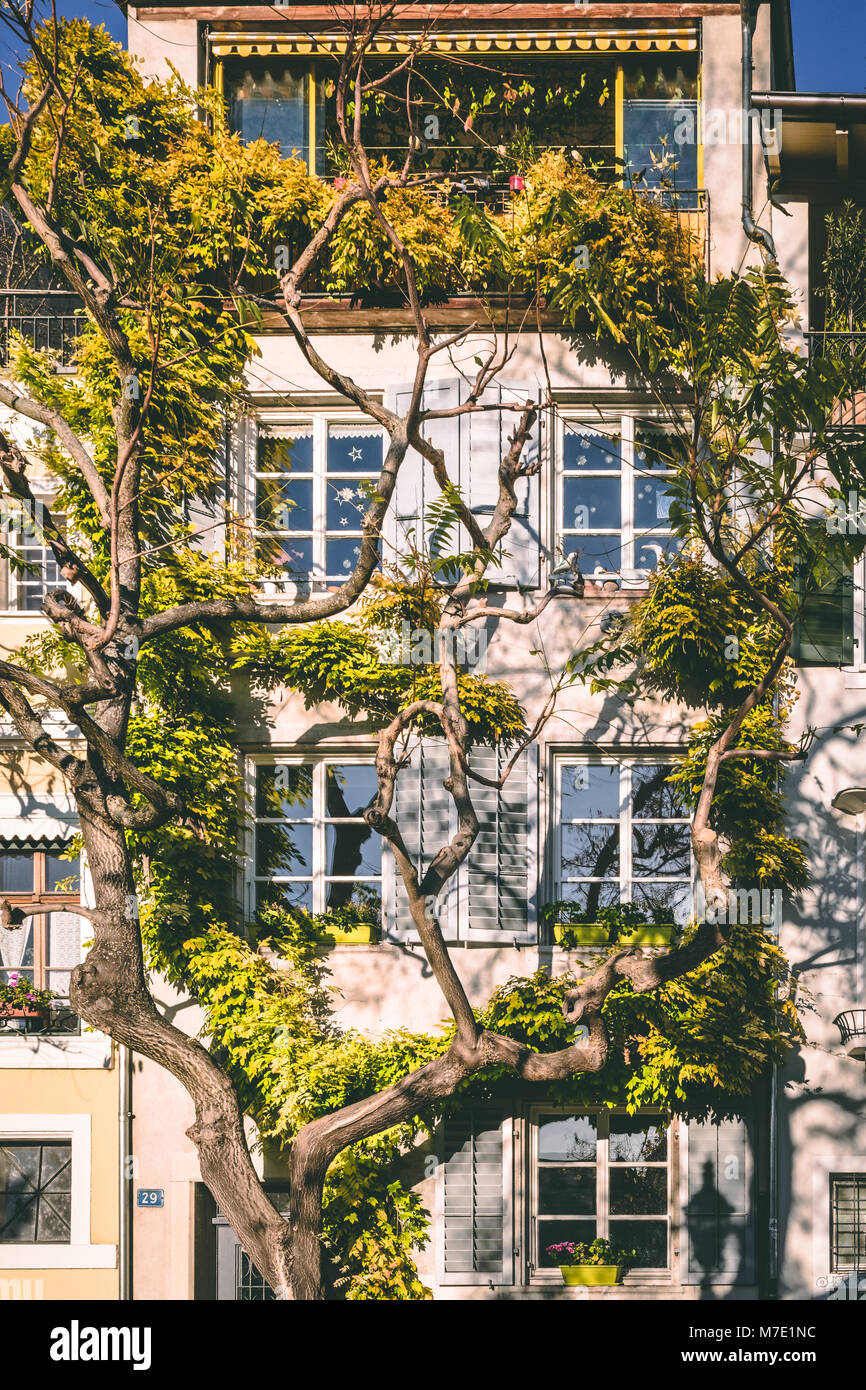 Strange tree hi-res stock photography and images - Alamy