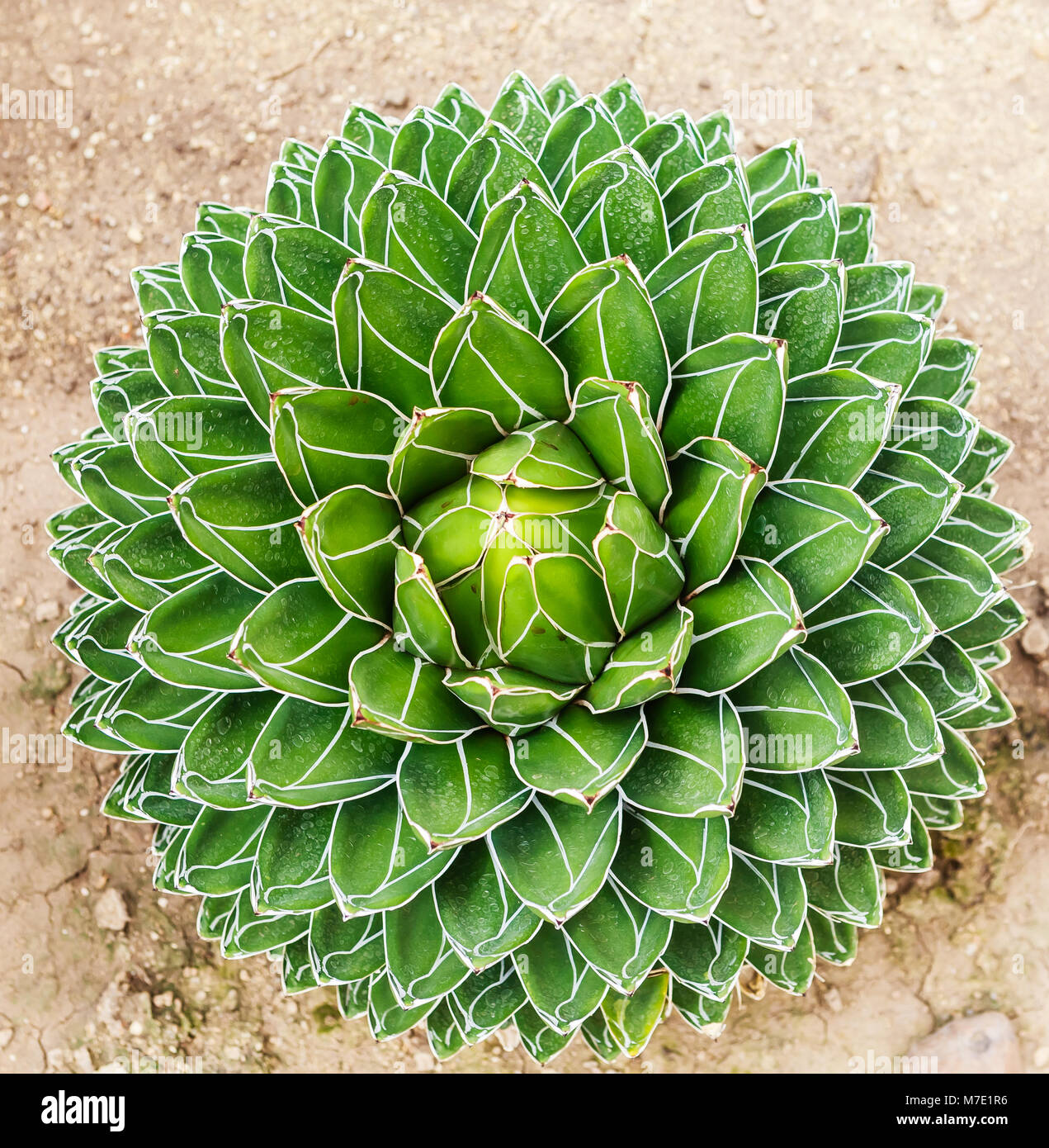 Queen victoria agave victoriae hi-res stock photography and images - Alamy