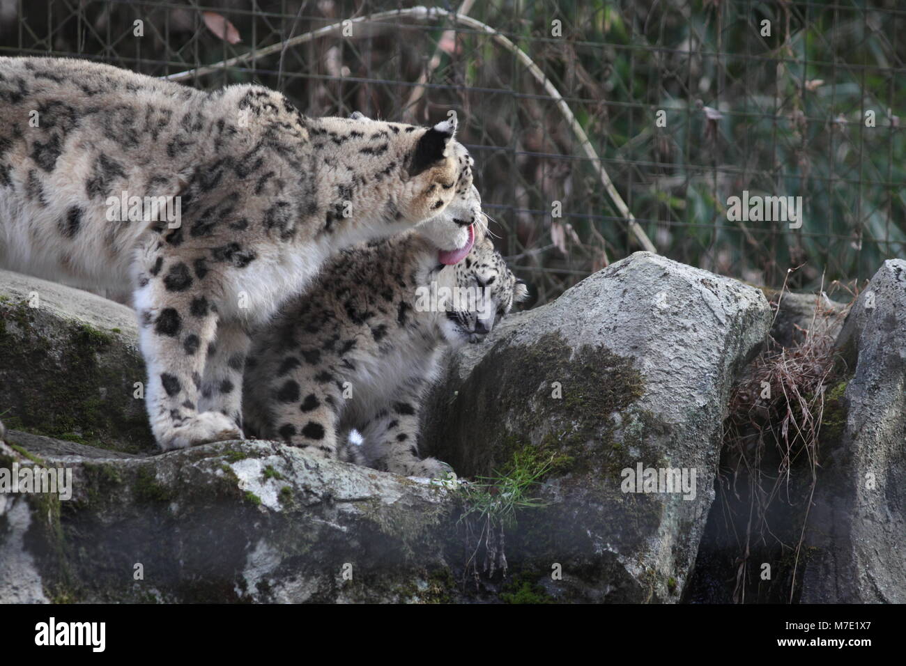 High resolution snow leopard pictures taken in Tokyo Stock Photo - Alamy