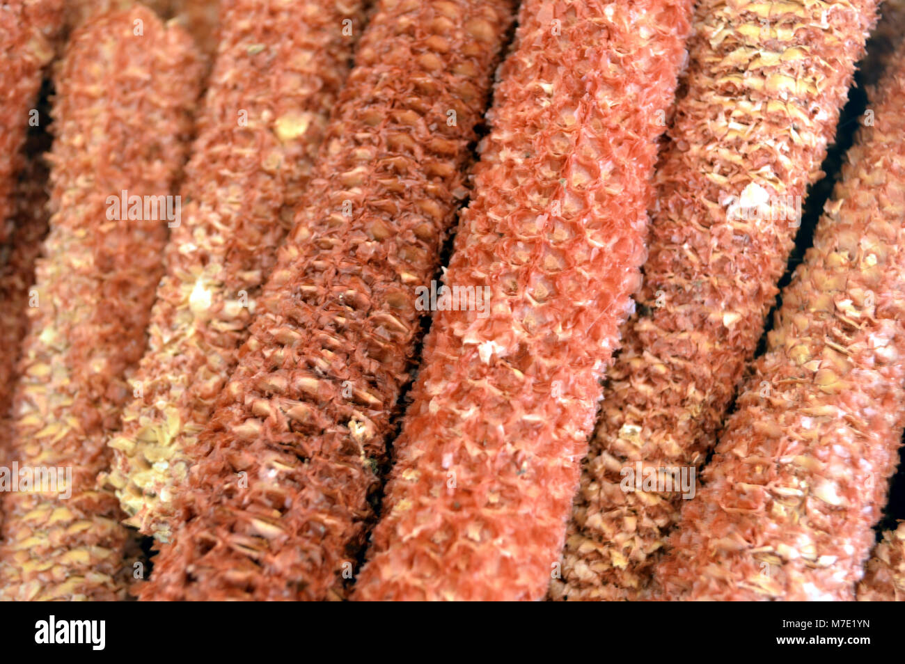 Corn field texture hi-res stock photography and images - Alamy