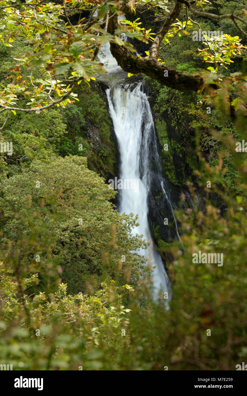 A Cascade on the Mynach Falls at Devil's Bridge through the Trees Stock ...