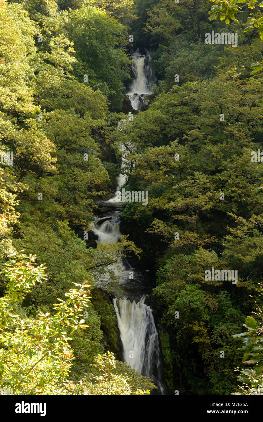The Mynach Falls at Devil's Bridge Cascading Through the Trees Stock ...