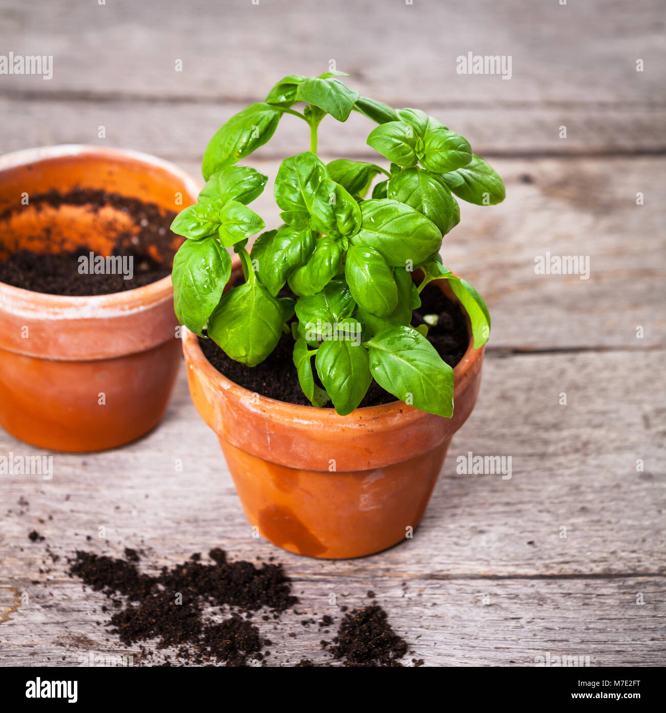 Sweet Green Basil in Flower Pot Stock Photo - Alamy
