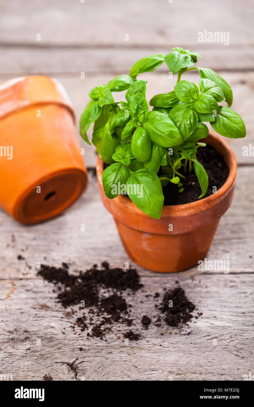 Purple basil pot hi-res stock photography and images - Alamy