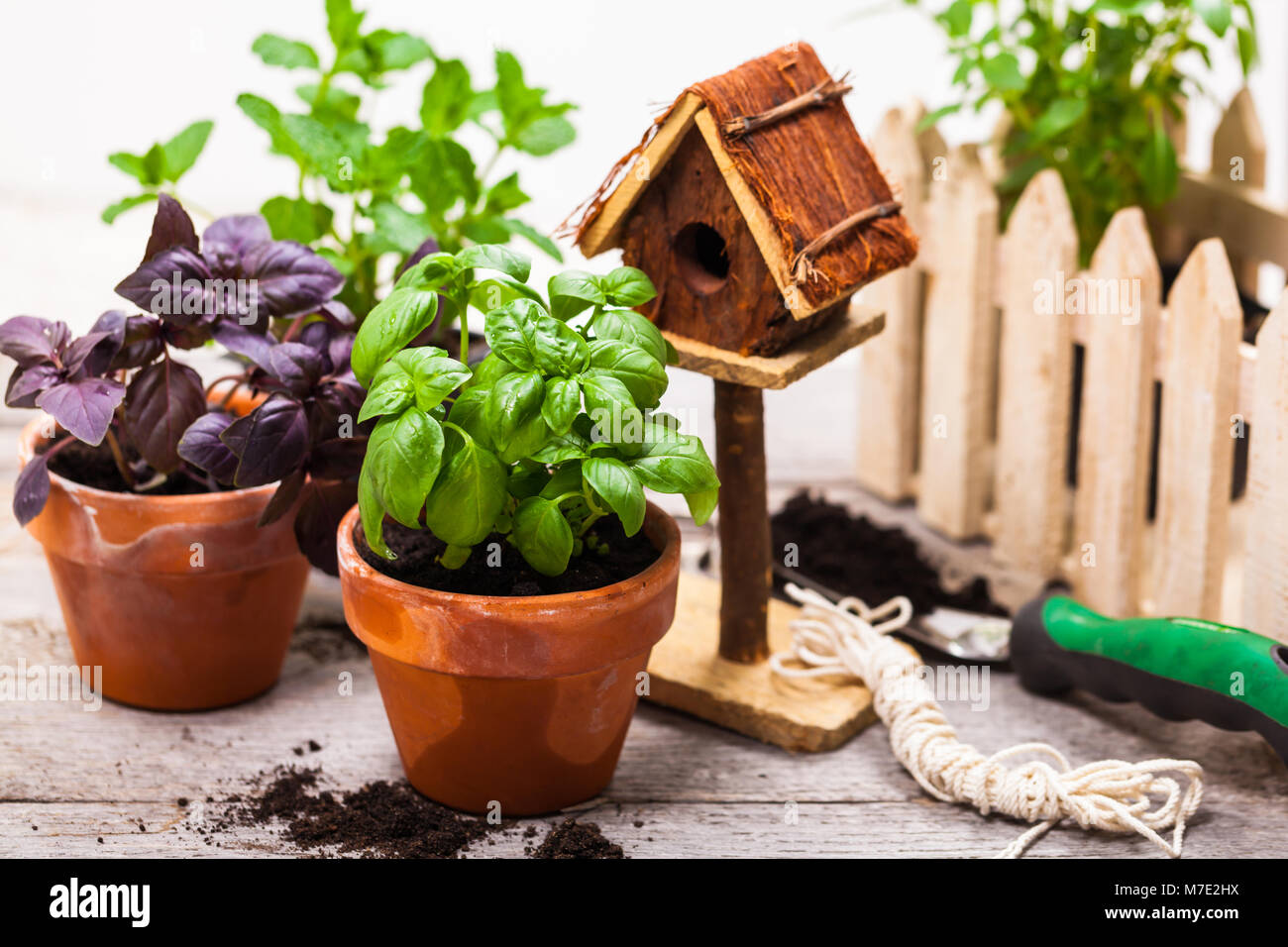 Purple basil pot hi-res stock photography and images - Alamy