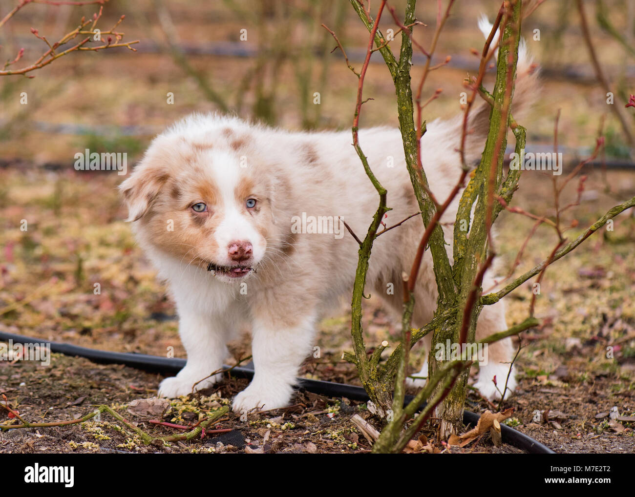 Australian shepherd head front view hi-res stock photography and images ...