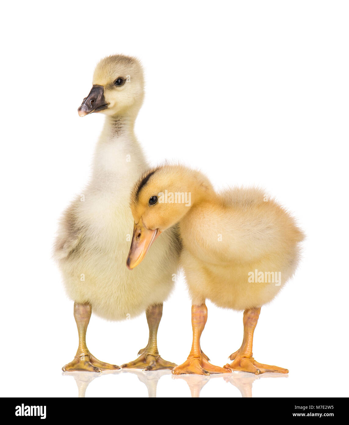 Cute newborn gosling and duckling Stock Photo - Alamy
