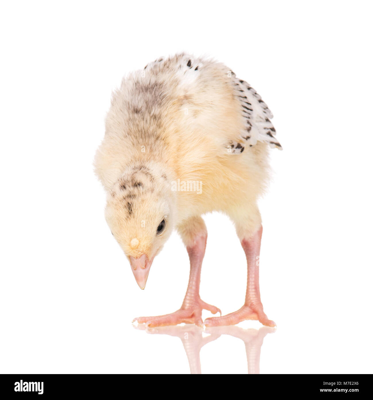Little chicken turkey Stock Photo - Alamy