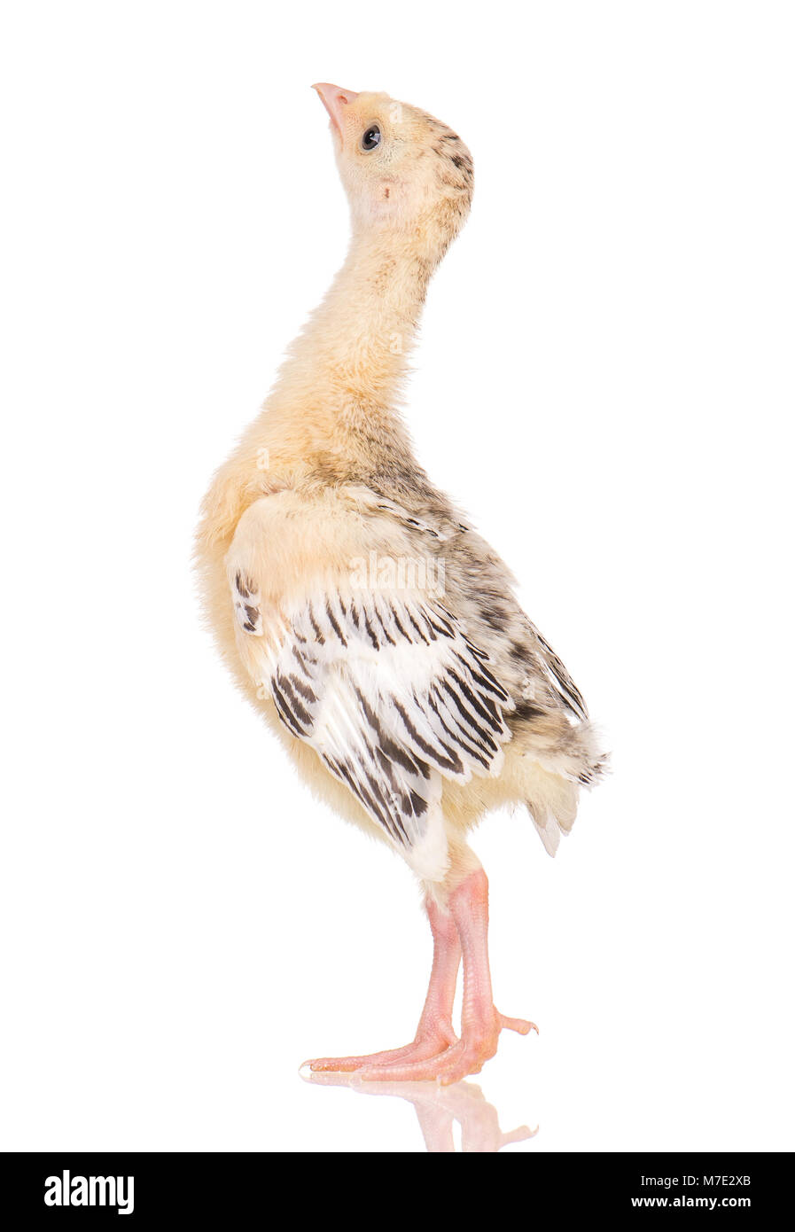 Little chicken turkey Stock Photo - Alamy