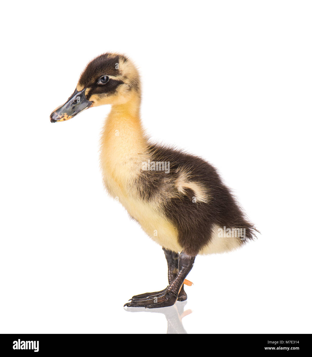 Newborn duckling on white background Stock Photo - Alamy