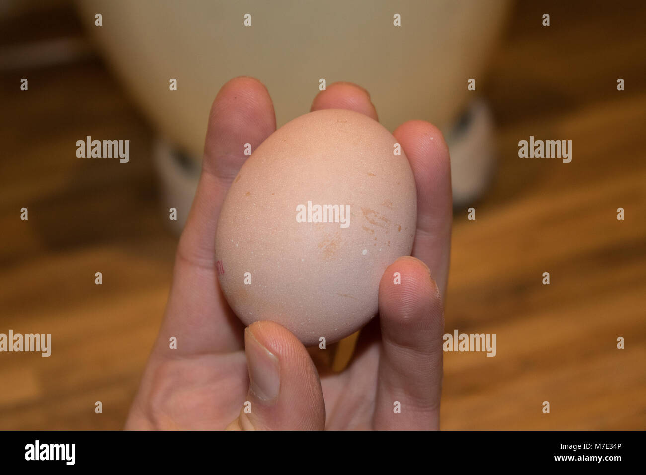Hatched egg shell hi-res stock photography and images - Alamy