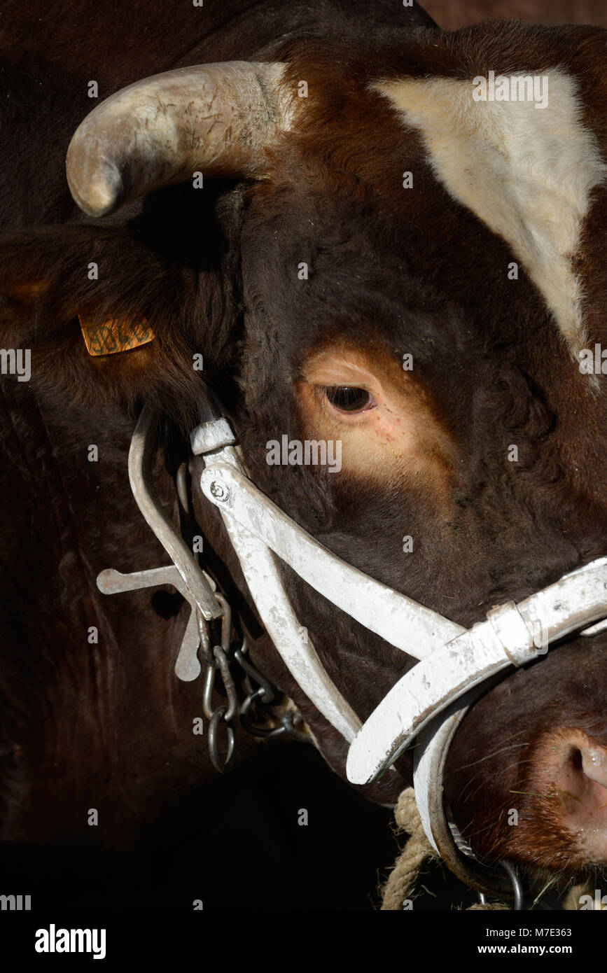 Maine anjou cattle hi-res stock photography and images - Alamy