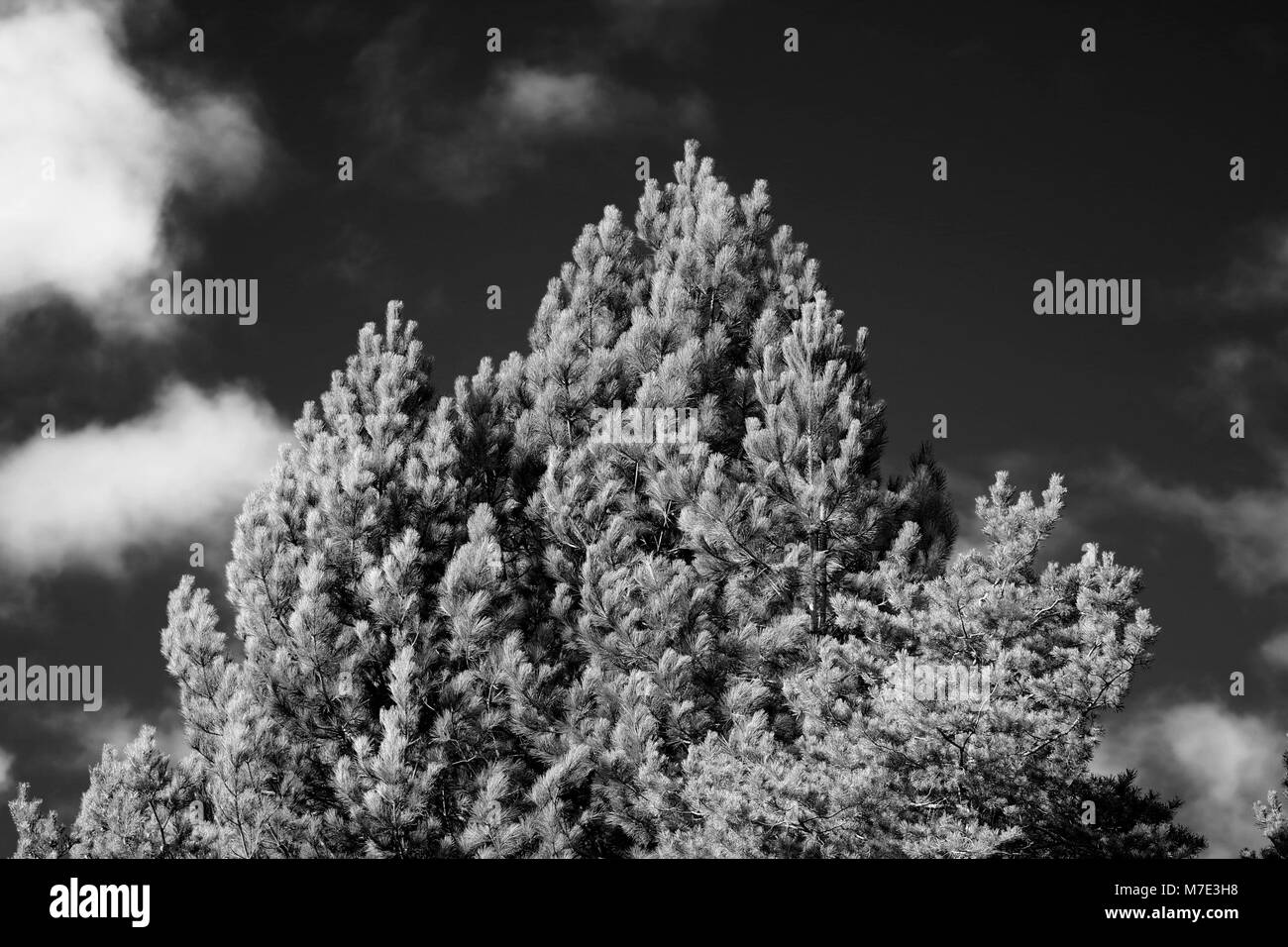 Top of a Conifer Pine Tree, in Dramatic Black and White on a Fine ...