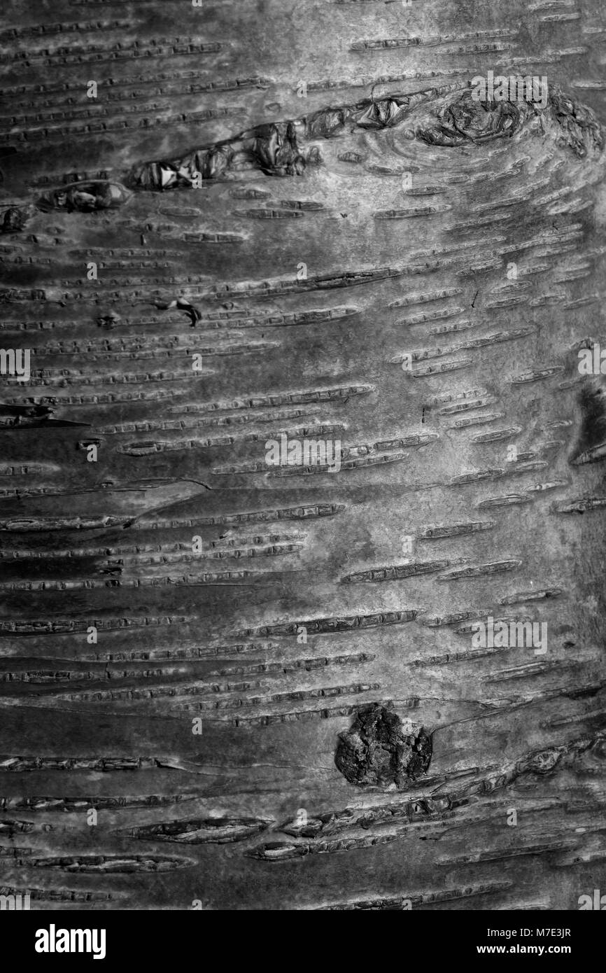 Close Up of Cherry Tree Bark, Natural Background. Cruickshank Botanic ...