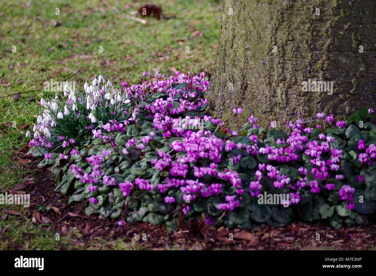 Purple snowdrops growing in spring hi-res stock photography and images ...