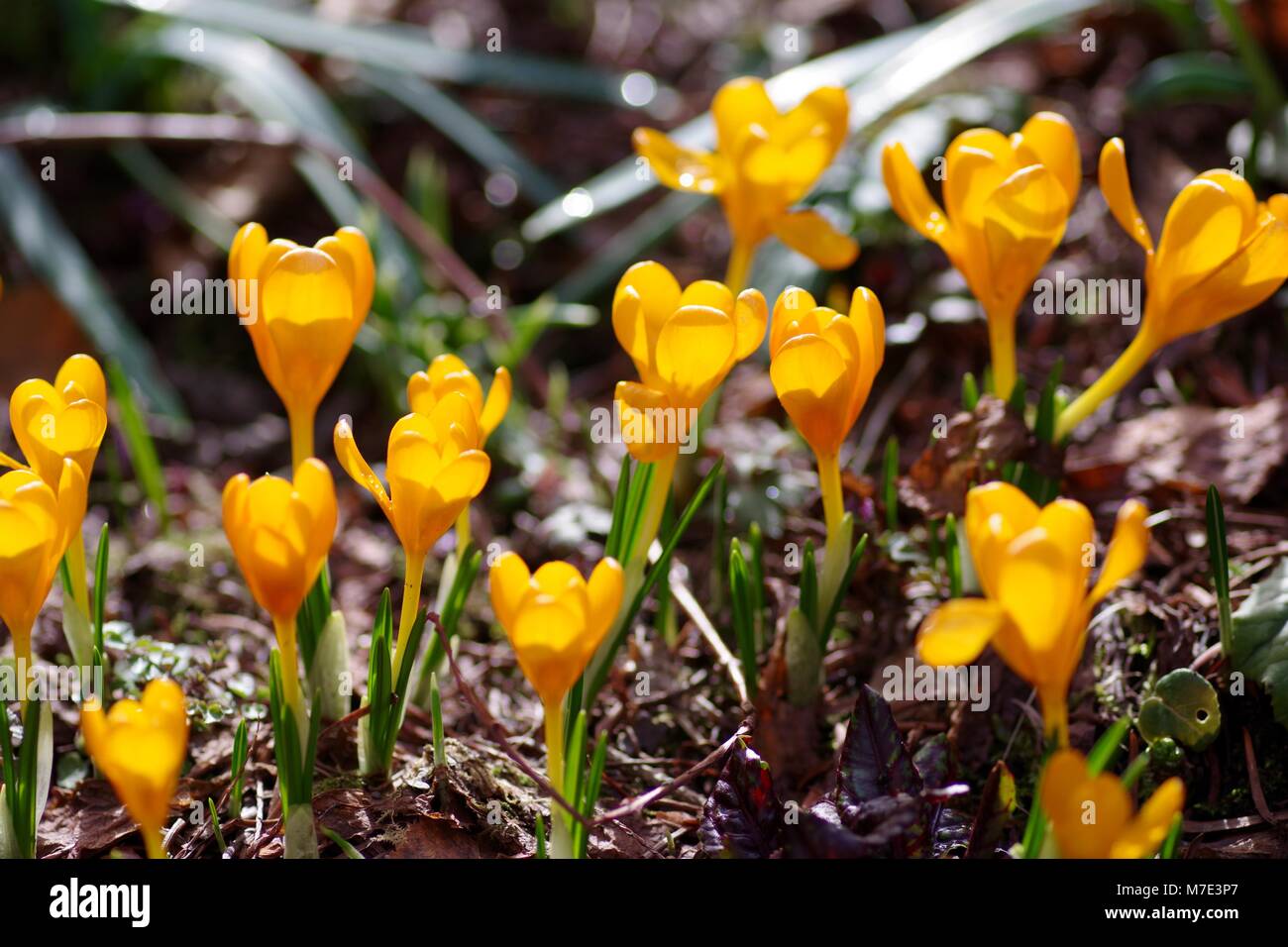 Crocus Gargaricus, Orange Spring Crocus, from NW Turkey, Growing in ...