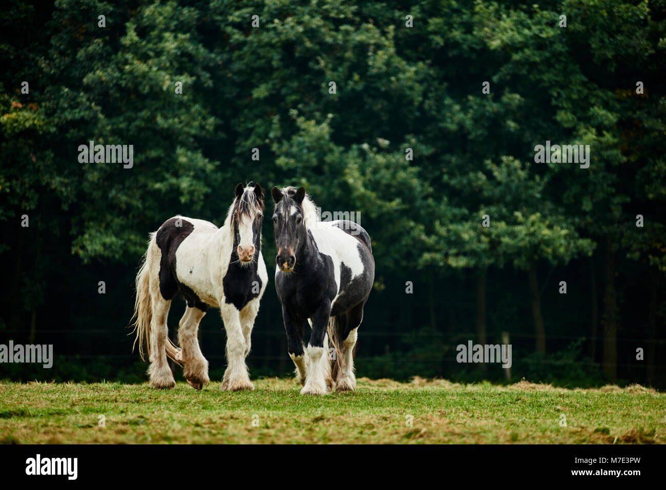 Zwei pferde hi-res stock photography and images - Alamy