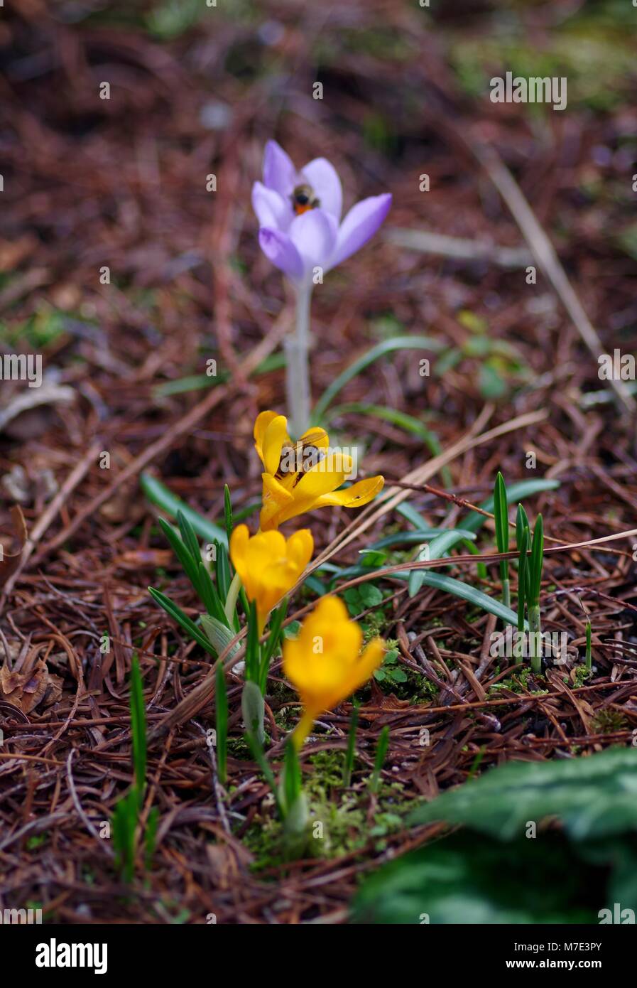 Crocus Gargaricus, Orange Spring Crocus, from NW Turkey, Growing in ...
