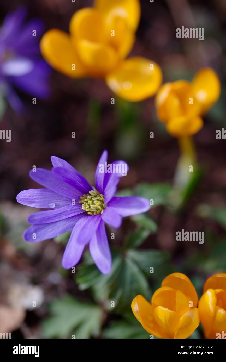 Crocus Gargaricus, Orange Spring Crocus, from NW Turkey, Growing in ...