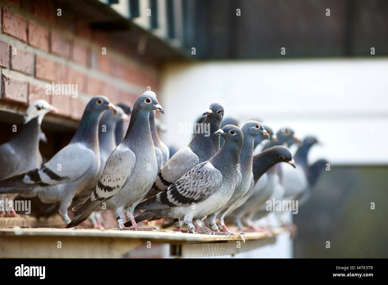 Brieftaube hi-res stock photography and images - Alamy