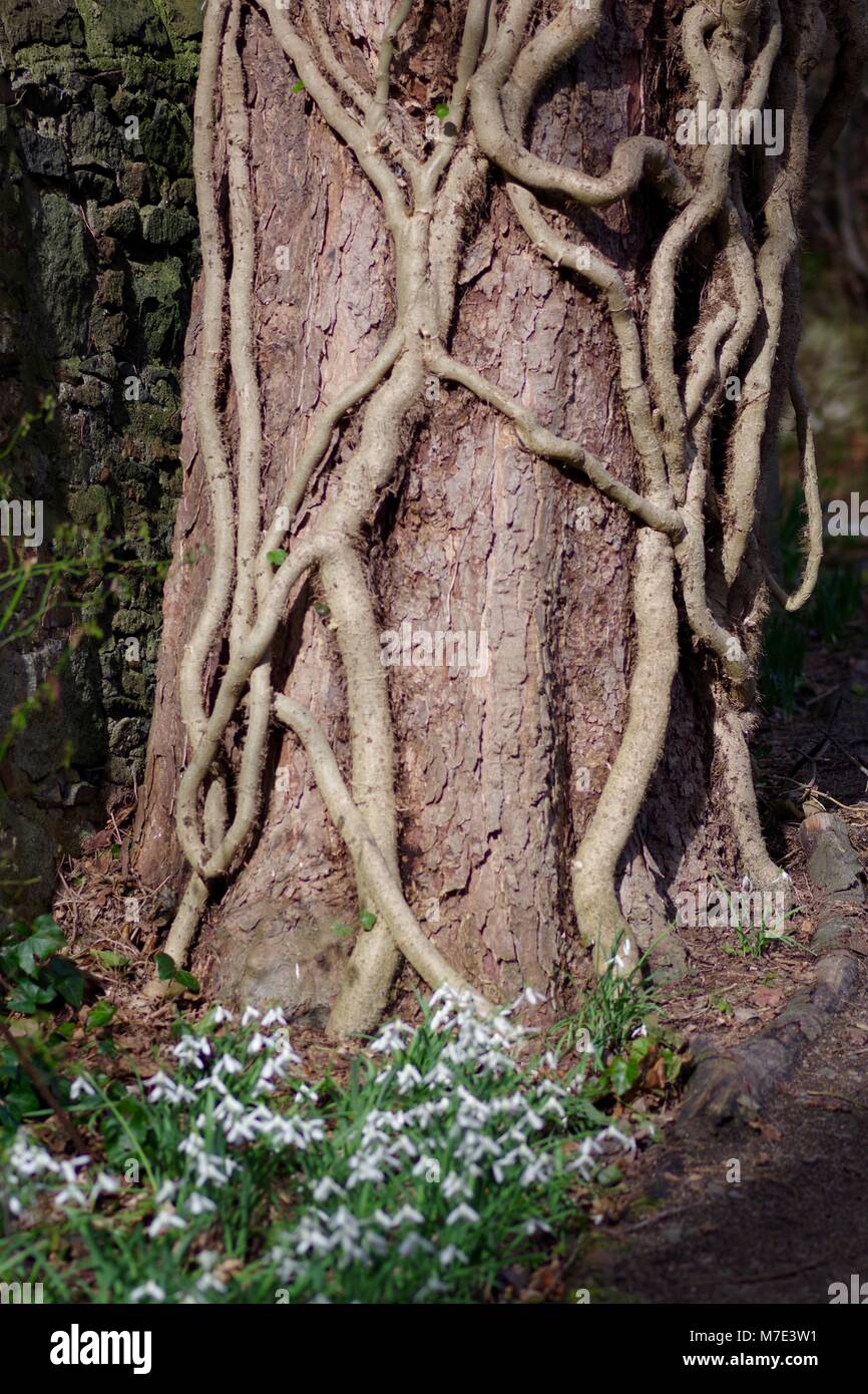 Tree bulbous trunk High Resolution Stock Photography and Images - Alamy