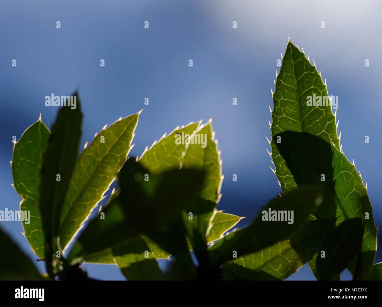 Spiky Serrated Backlit Leaves at Cruickshank Botanic Garden. Aberdeen ...
