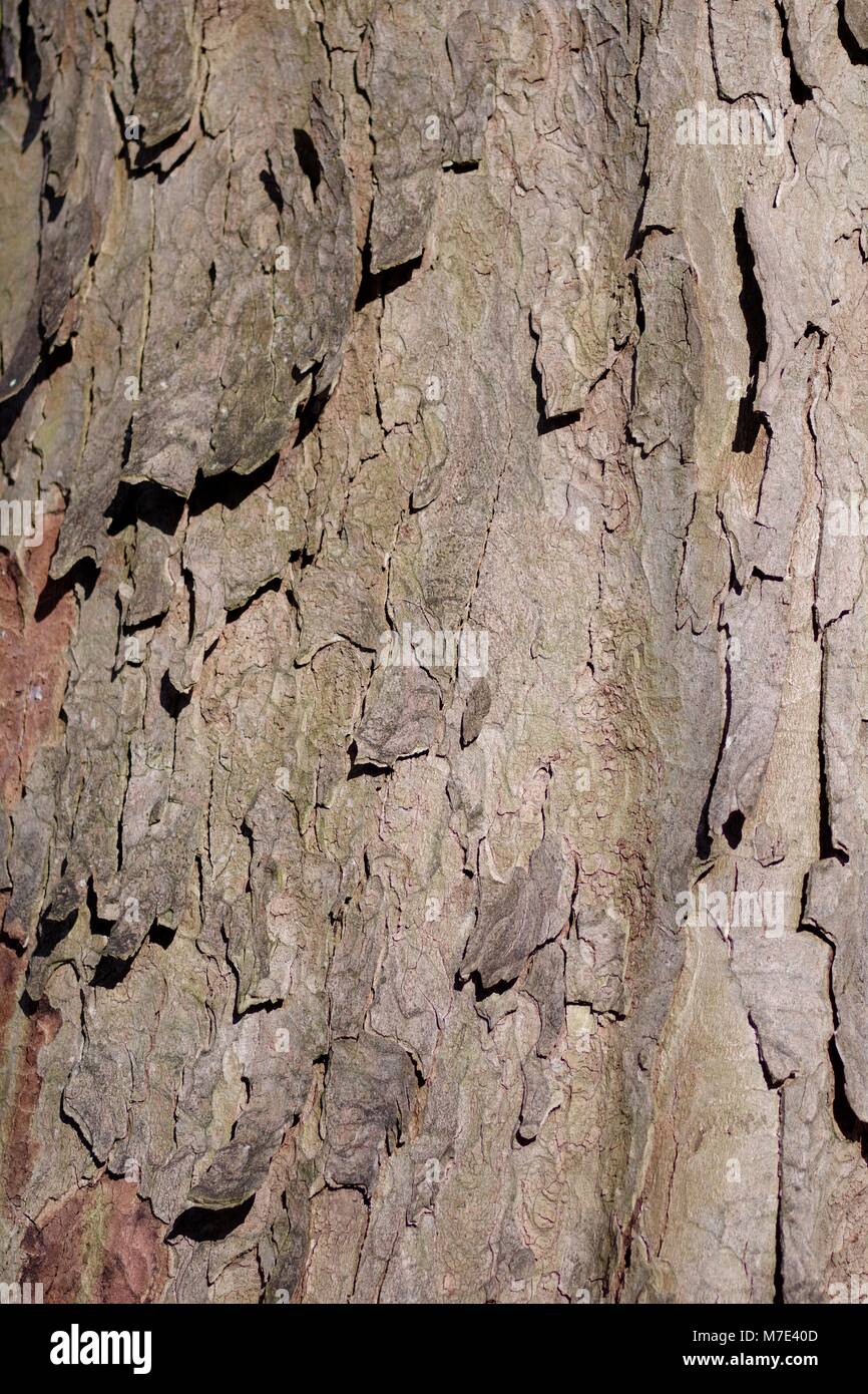 Close Up of Flaky Tree bark. Natural Background. Cruickshank Botanic ...
