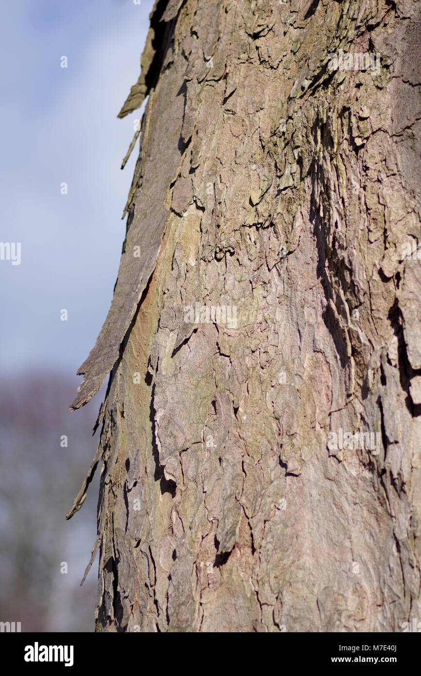 Close Up of Flaky Tree bark. Natural Background. Cruickshank Botanic ...