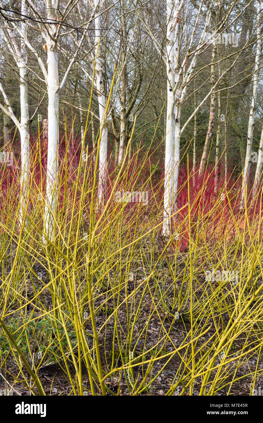 Winter stems of cornus and birch Stock Photo - Alamy