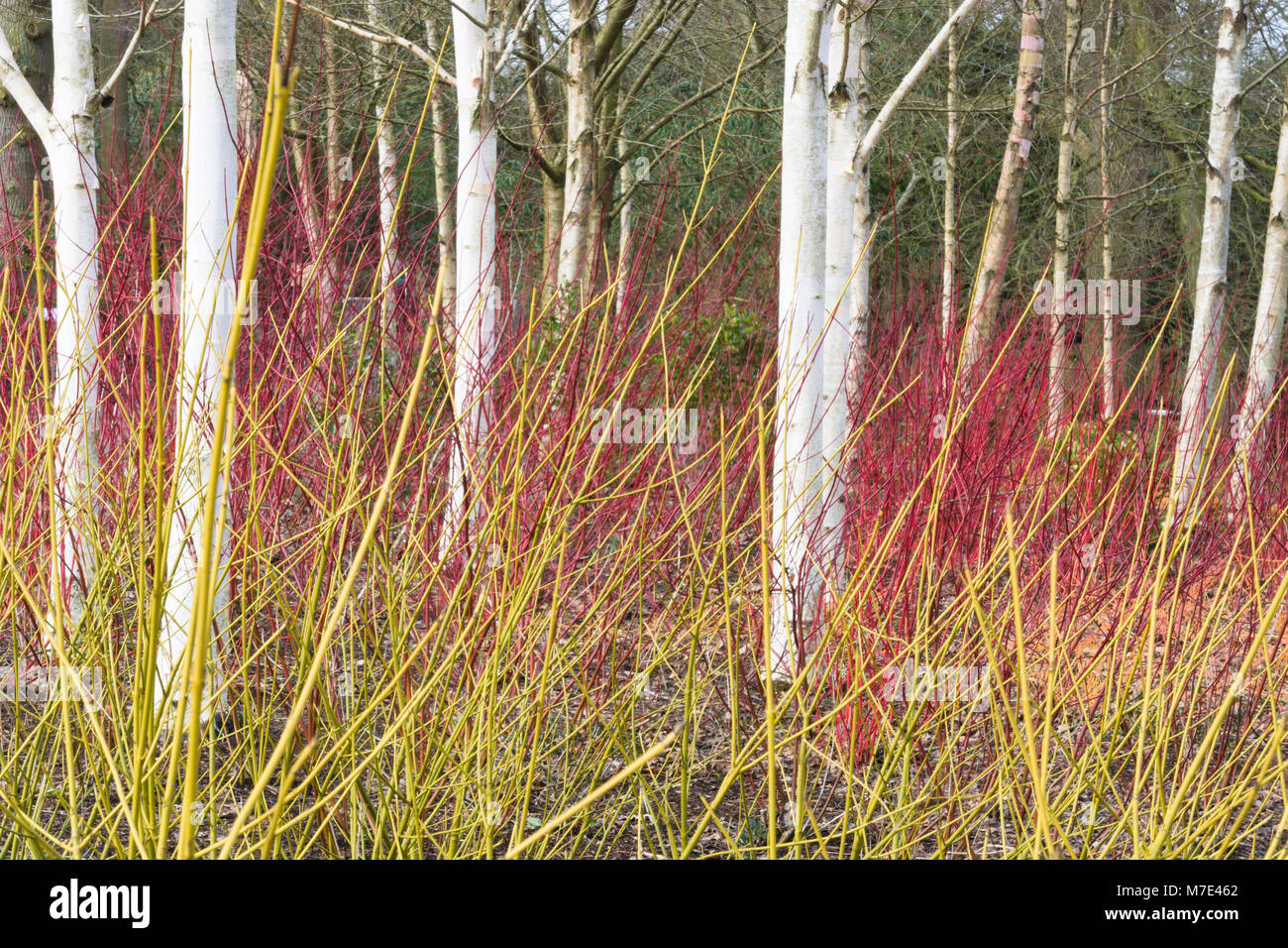 Winter stems of cornus and birch Stock Photo - Alamy