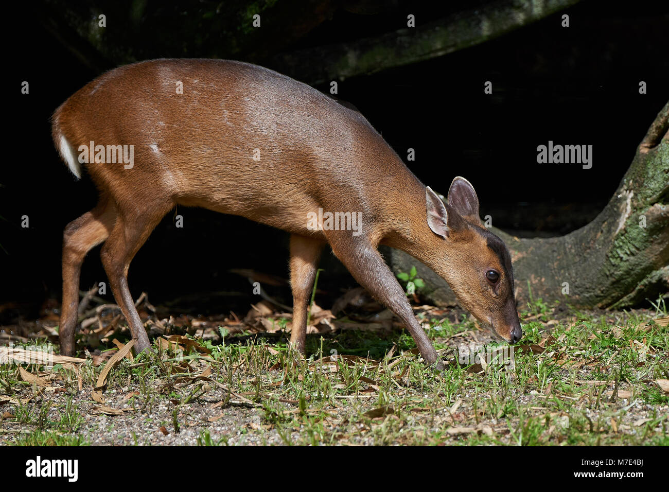 Reeves muntjac looking for food in its natural habitat Stock Photo - Alamy