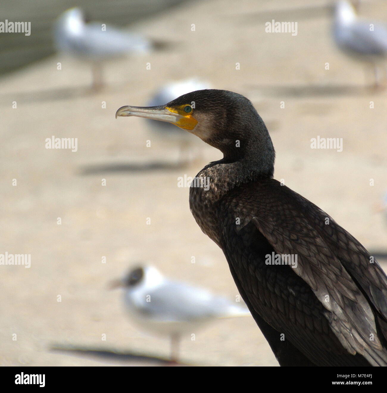 Kormorany hi-res stock photography and images - Alamy