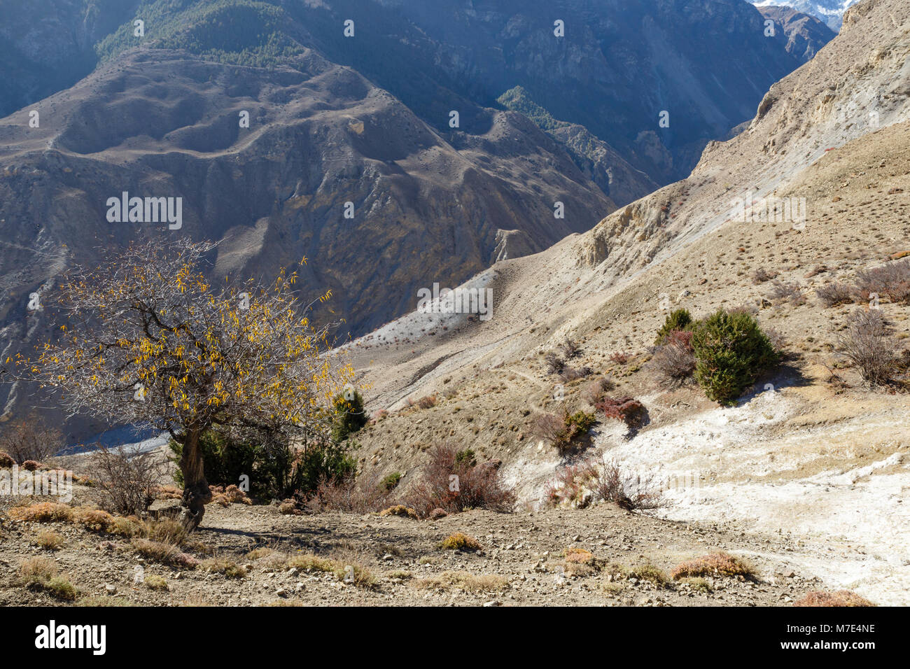 tree with yellow leaves on the background of mountains, Himalayas ...