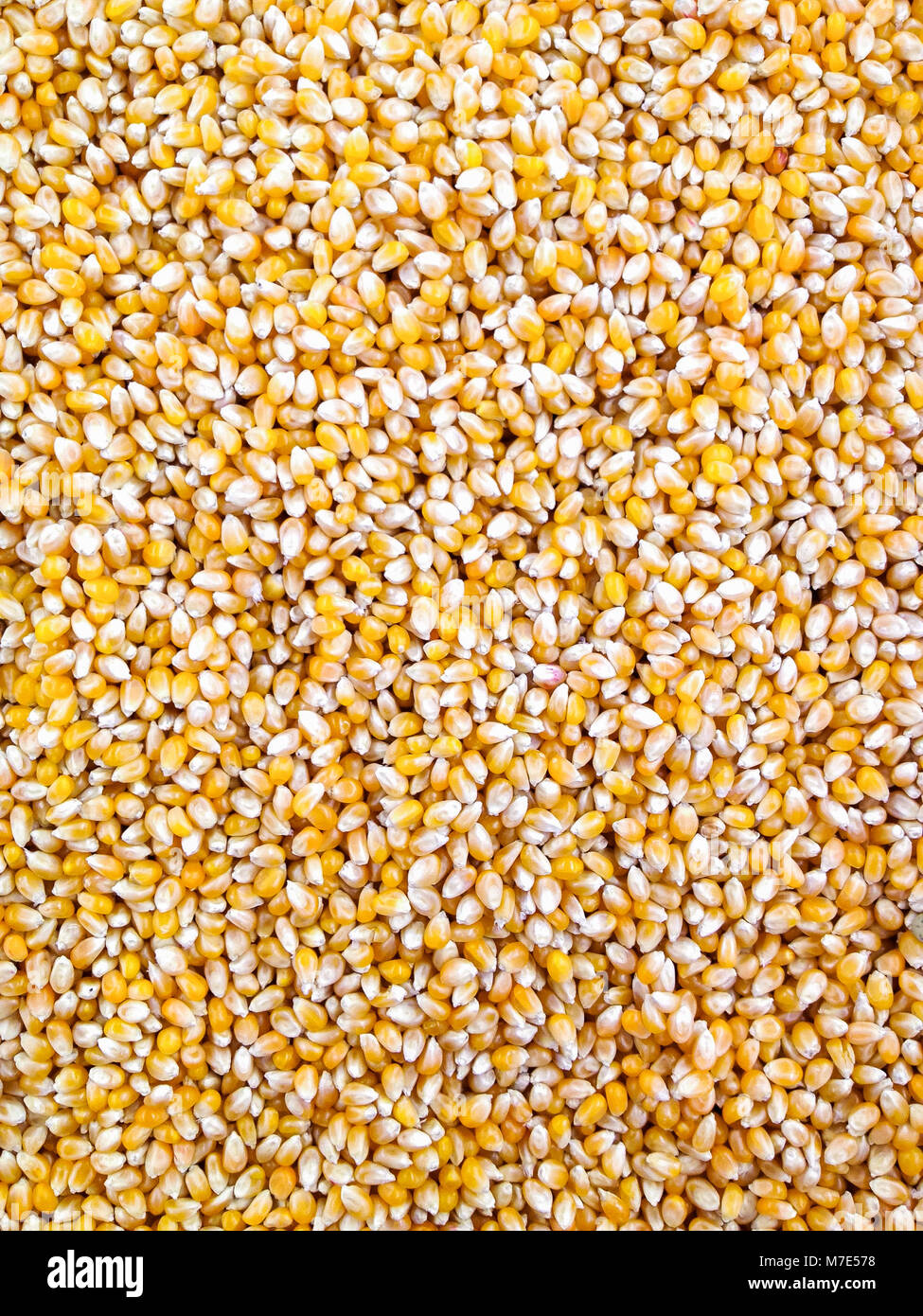 Dried corn can be used as background Stock Photo - Alamy