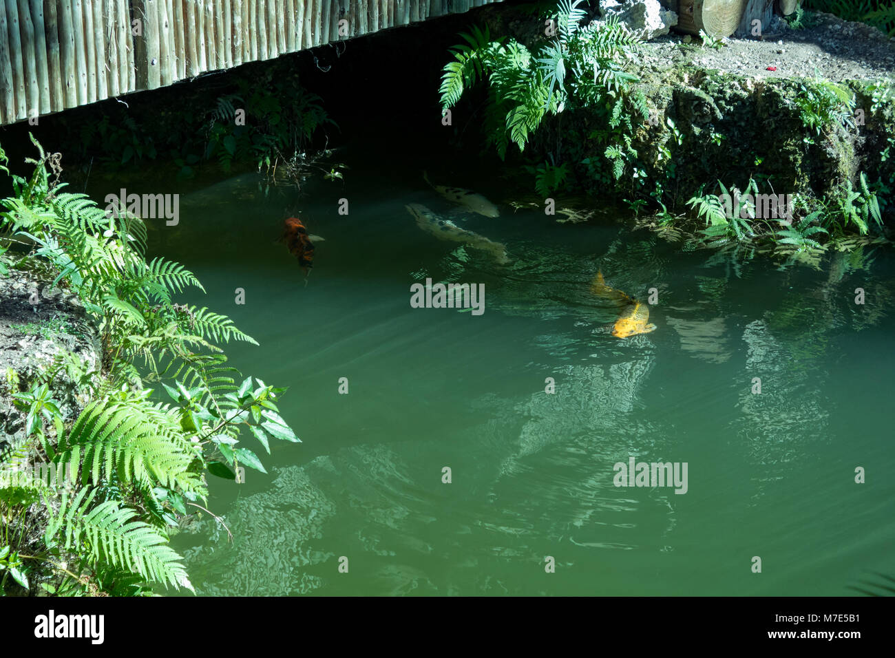 Koi and water hi-res stock photography and images - Alamy
