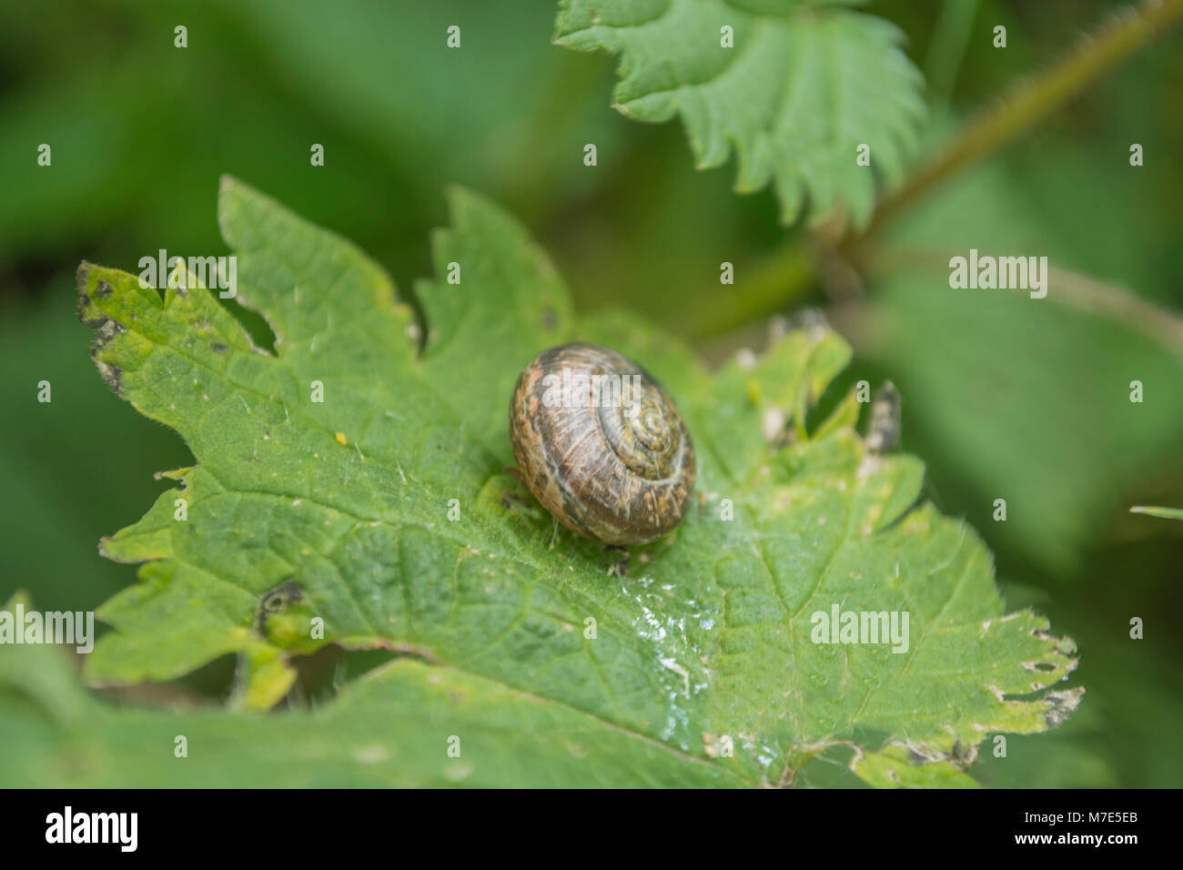 Snail shell on top of a leaf of a field plant Stock Photo - Alamy