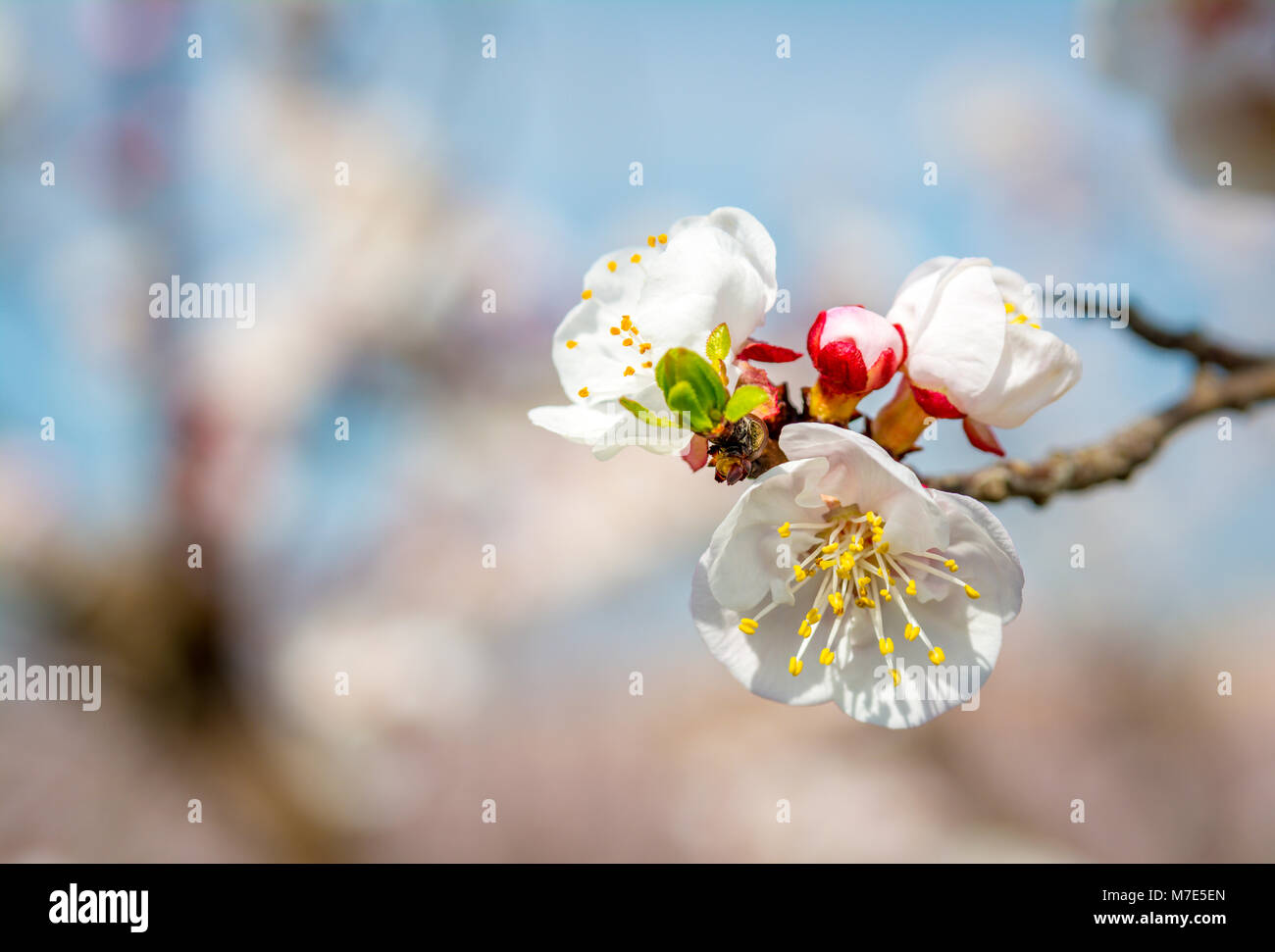 Apricot blossom. Fresh spring background Stock Photo - Alamy