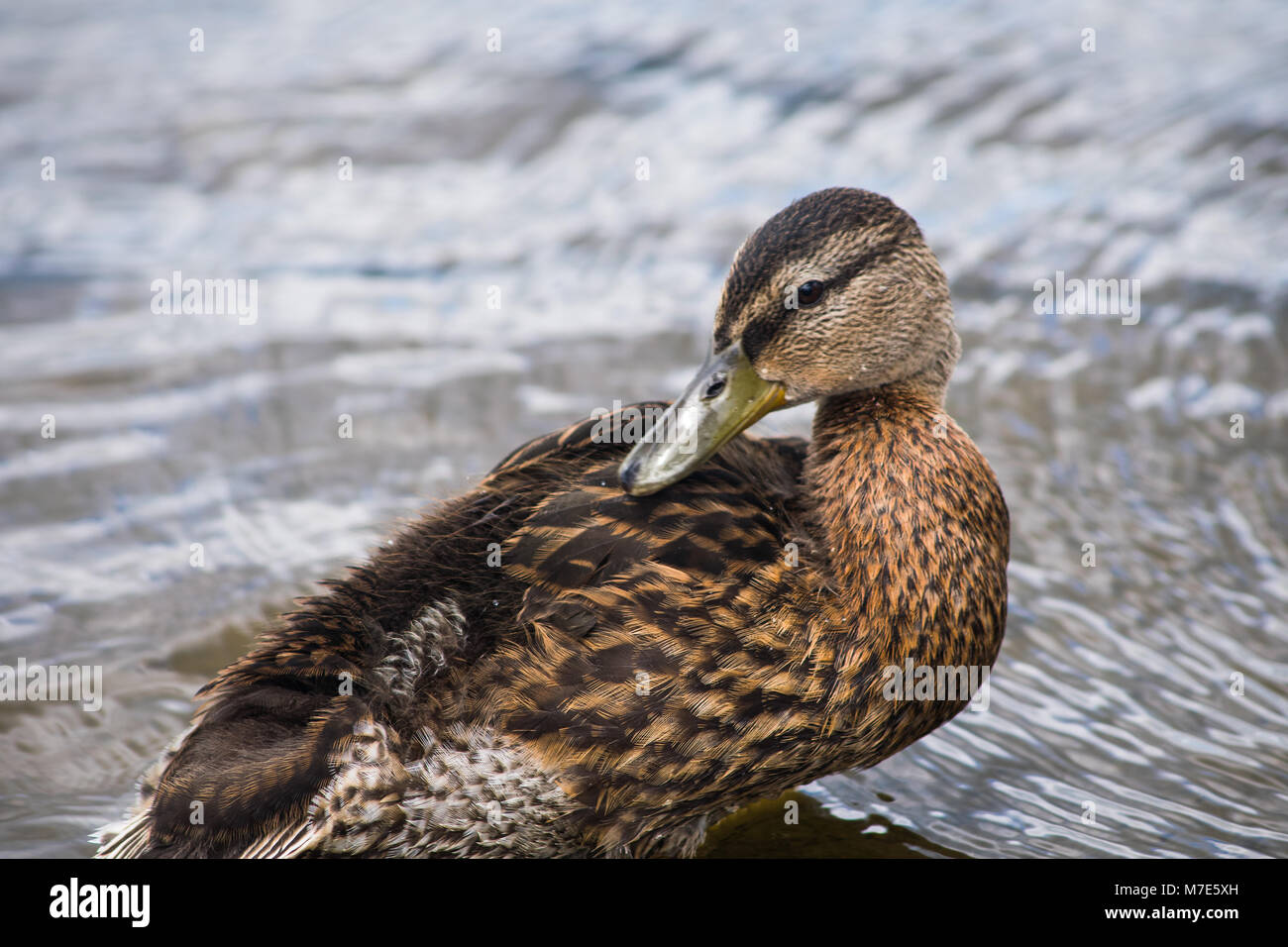 Canadian geese floating and swimming in the Ottawa River, Ontario Stock ...
