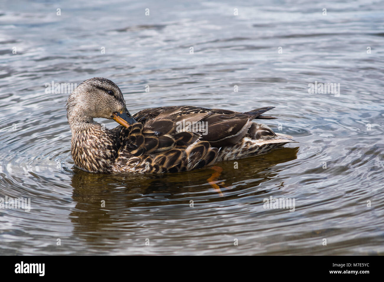 Canadian geese floating and swimming in the Ottawa River, Ontario Stock ...