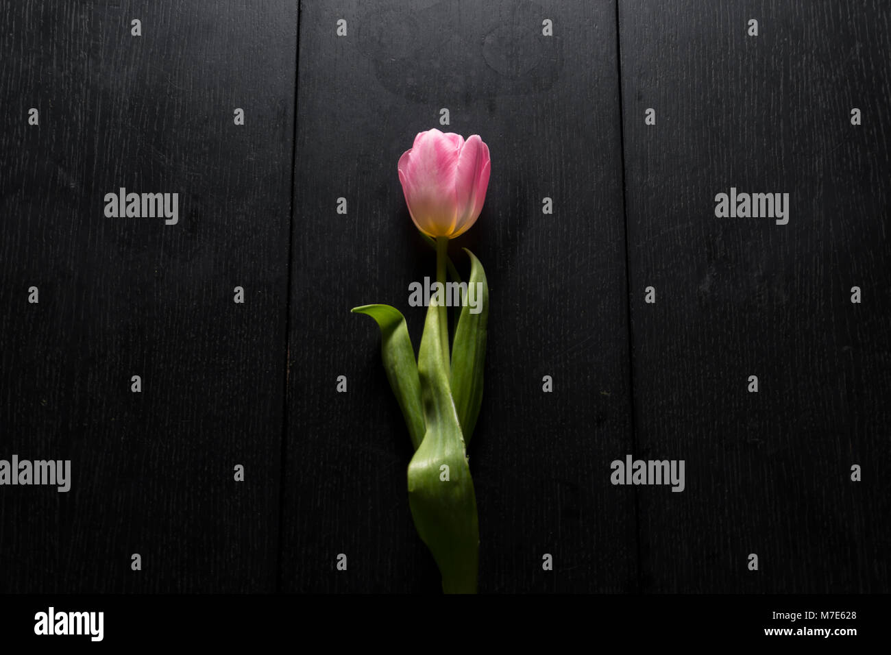 Border from bright pink tulips flowers on black wooden background ...