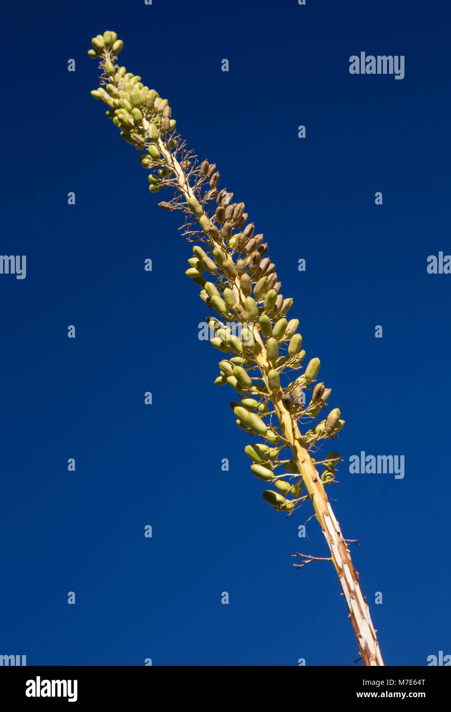 Flower spike of the Utah agave (Agave utahensis) Grand Canyon South Rim ...