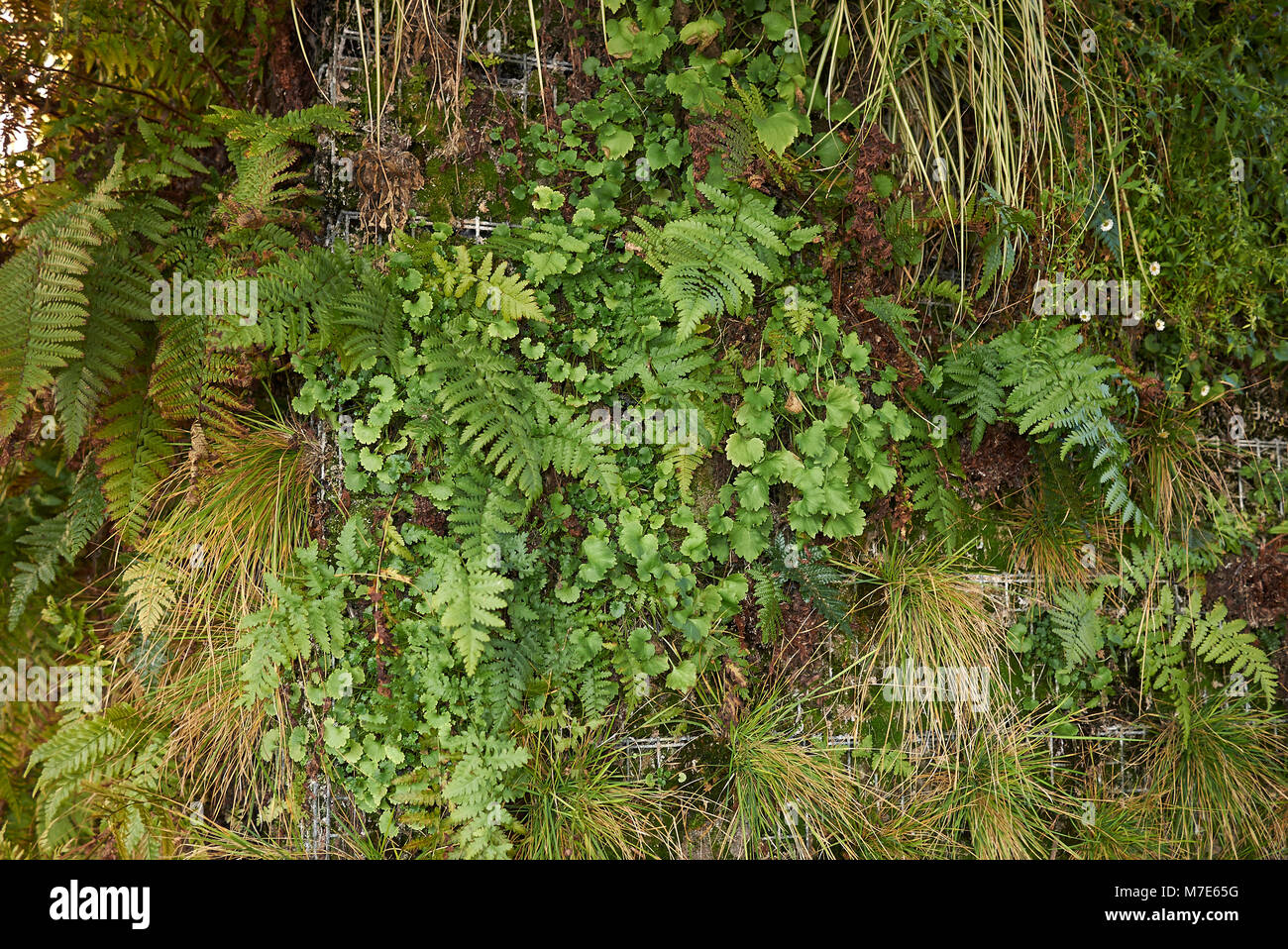 ferns on a vertical garden Stock Photo - Alamy