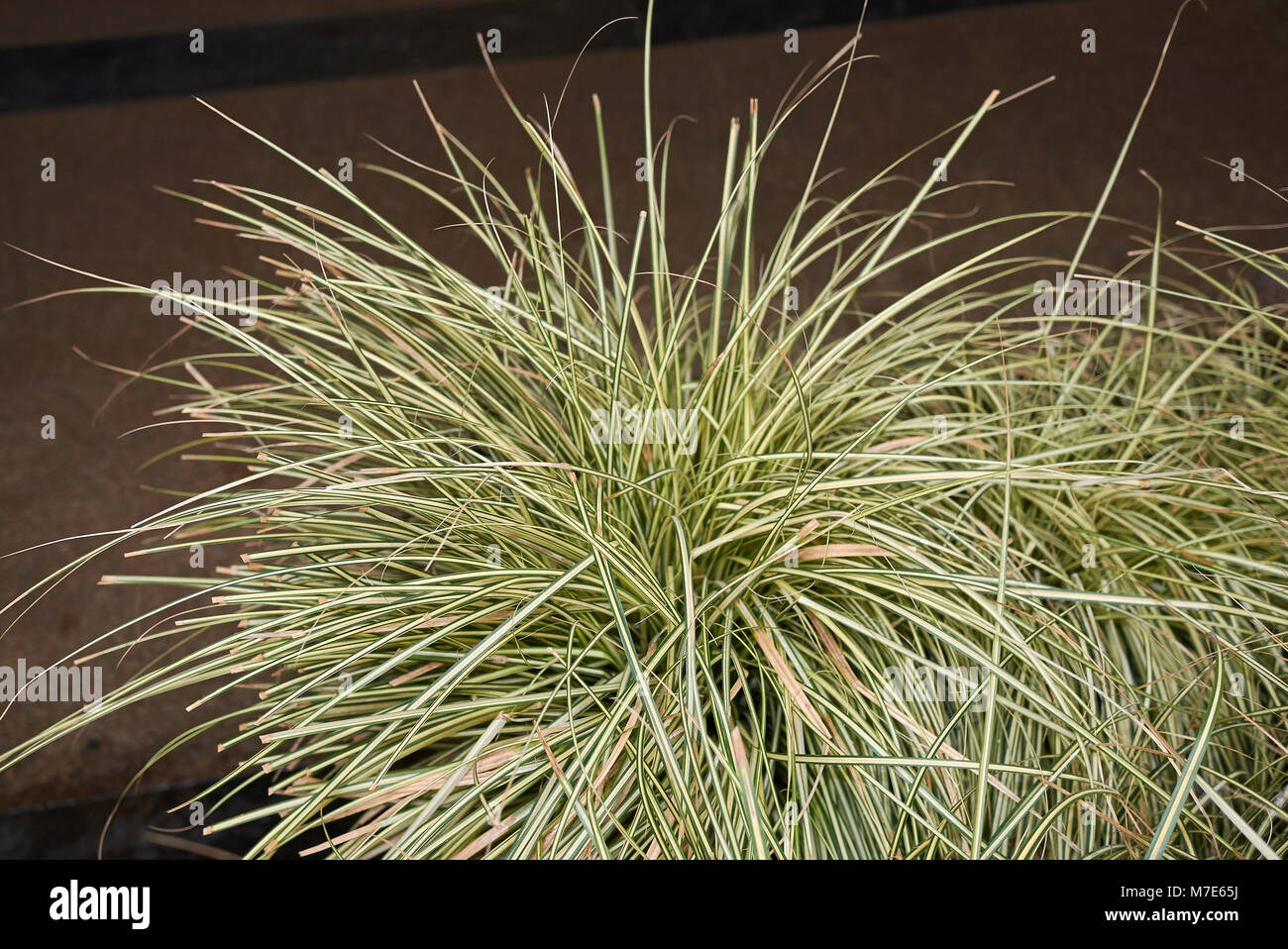 Carex oshimensis Evergold Stock Photo - Alamy