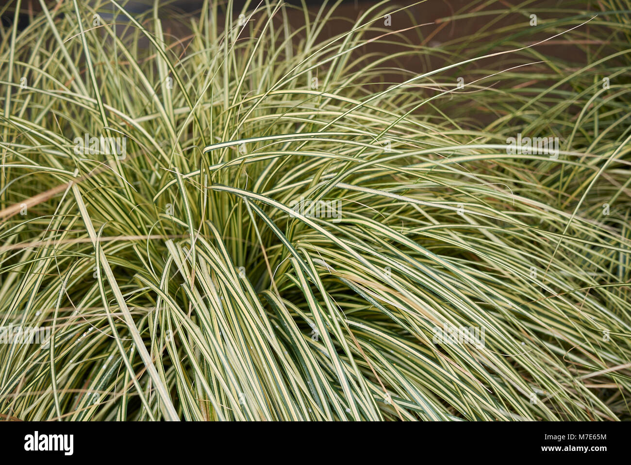 Carex oshimensis Evergold Stock Photo - Alamy