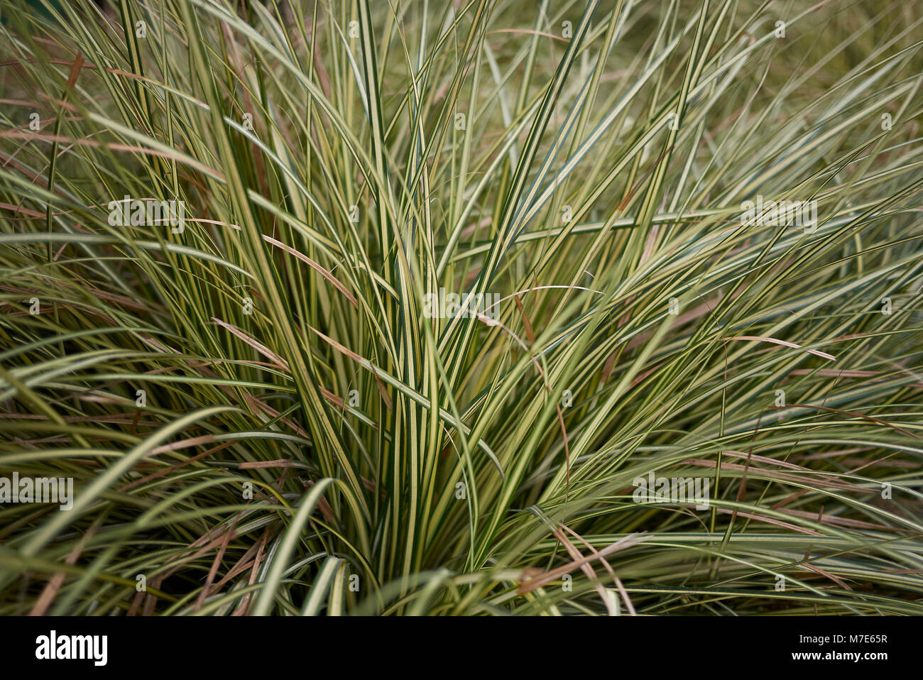 Carex oshimensis Evergold Stock Photo - Alamy